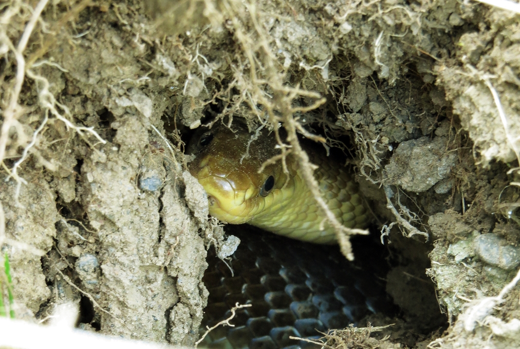Životinje u gradovima | Priroda i Mi